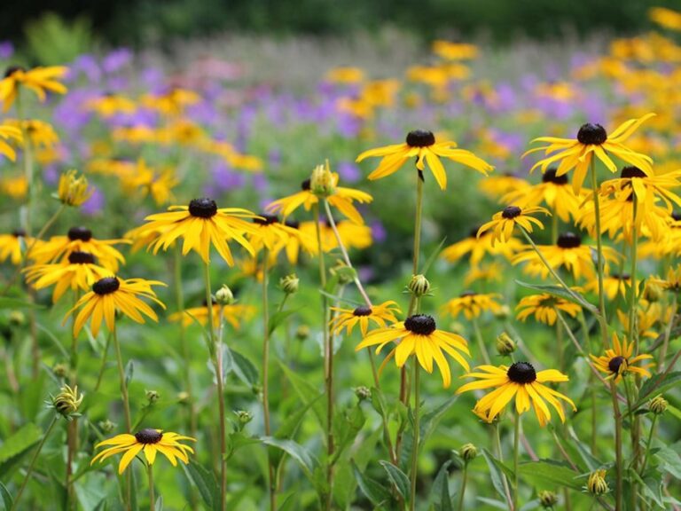 Prairie Garden: A Resilient Oasis for Changing Climates – Garden Guide