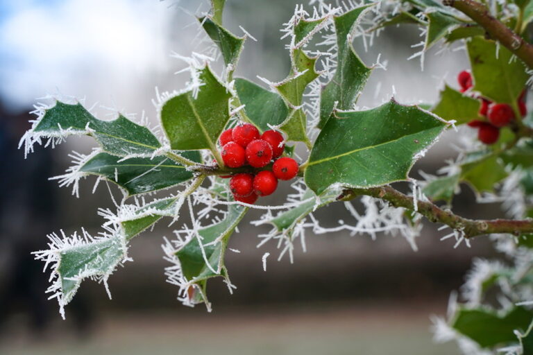 In Praise of Holly: Ilex, a Timeless Emblem of Christmas Cheer – Garden ...