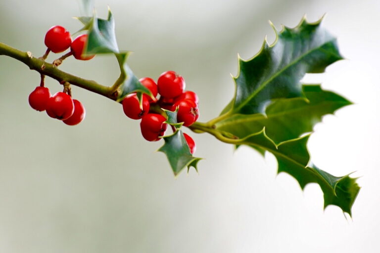 In Praise of Holly: Ilex, a Timeless Emblem of Christmas Cheer – Garden ...