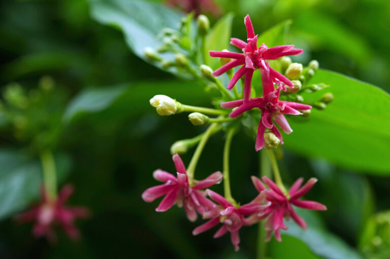Captivating Beauty and Fragrance: Exploring the Enchanting World of the ...