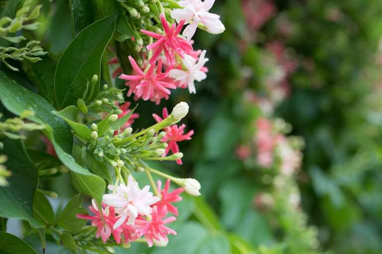 Captivating Beauty and Fragrance: Exploring the Enchanting World of the ...