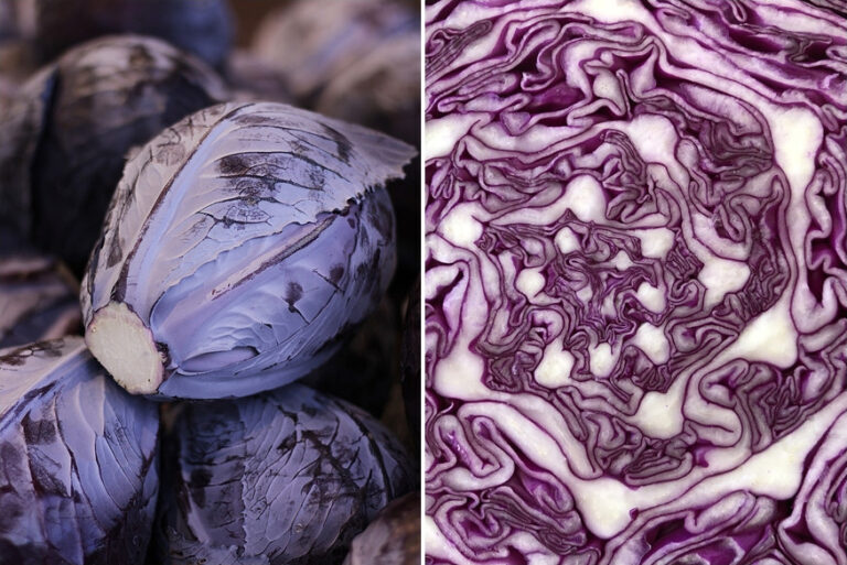 Winter’s Jewel: The Culinary Kaleidoscope of Red Cabbage – Garden Guide