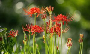 The Flamboyant Red Spider Lily: Nature’s Dazzling Showstopper – Garden ...