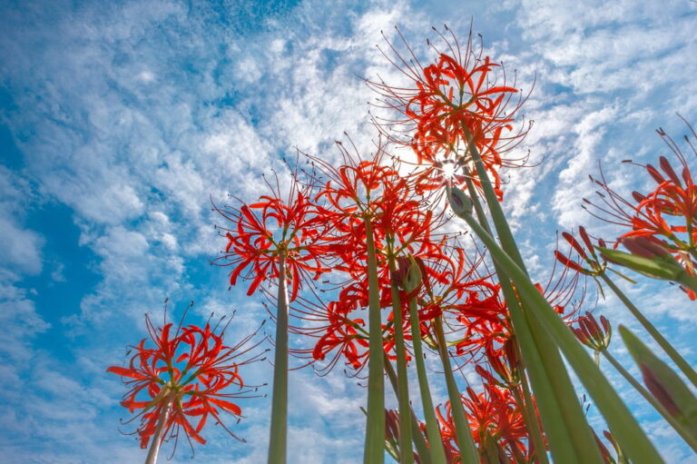 The Flamboyant Red Spider Lily: Nature’s Dazzling Showstopper – Garden ...