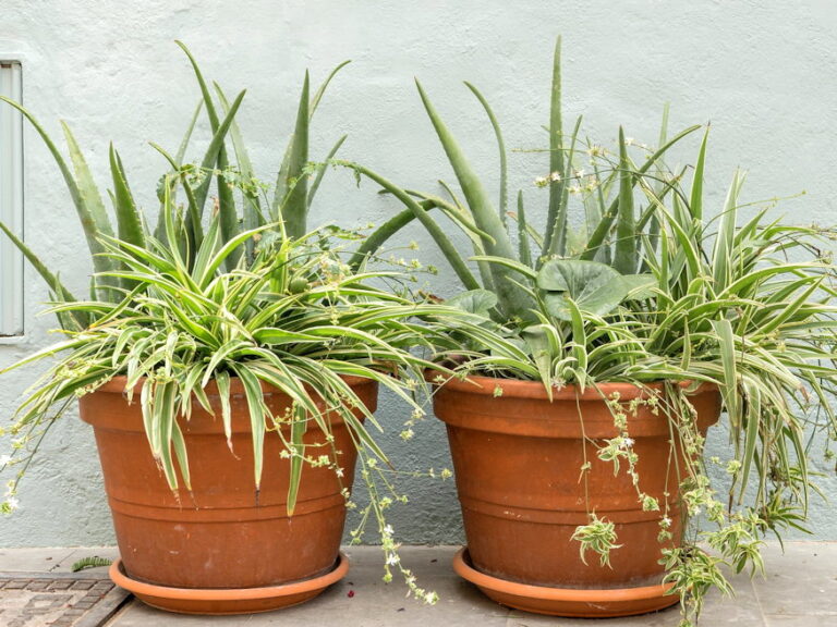 10 Resilient Houseplants That Thrive on Neglect – Garden Guide