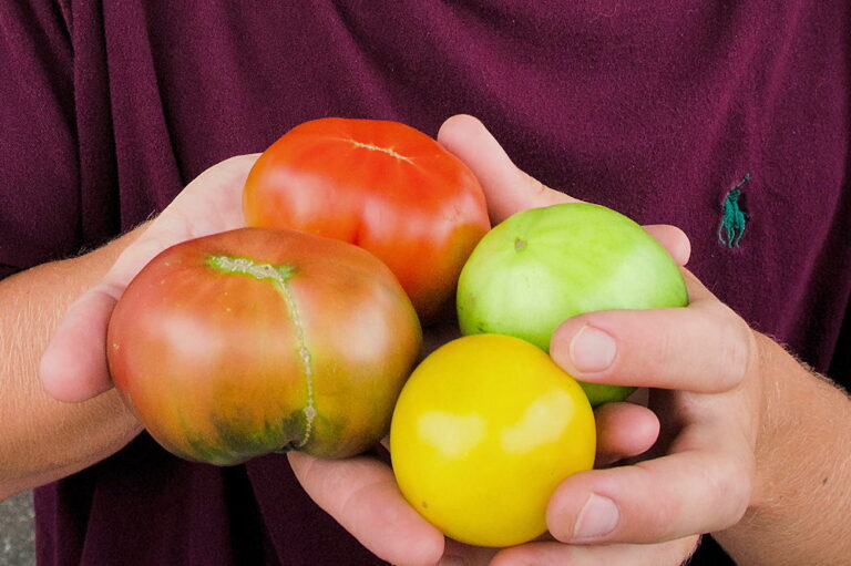 The Return of Heirloom Varieties: Why Old Is New Again – Garden Guide