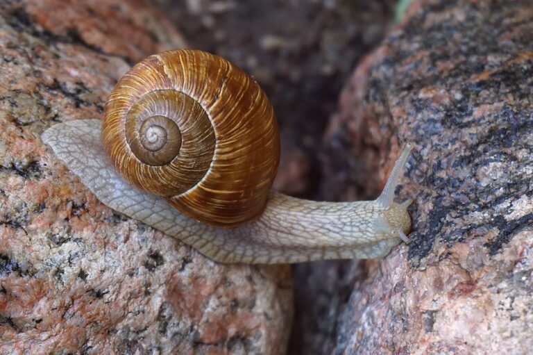 Roman Snail in the Garden: Adversary or Ally? Facts, Myths and ...