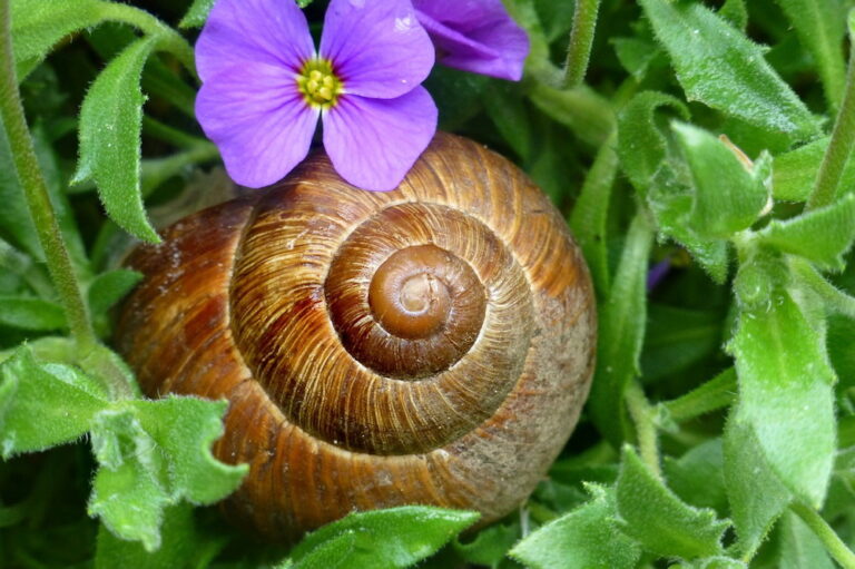 Roman Snail in the Garden: Adversary or Ally? Facts, Myths and ...