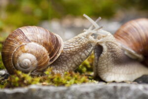 Roman Snail in the Garden: Adversary or Ally? Facts, Myths and ...