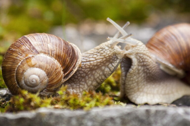Roman Snail in the Garden: Adversary or Ally? Facts, Myths and ...