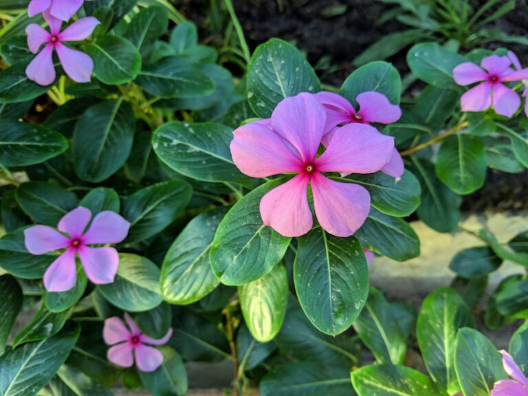 Rose Periwinkle: A Tropical Treasure for Your Garden – Garden Guide