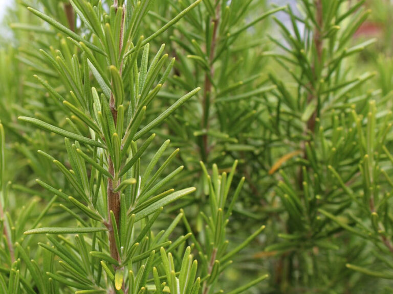 How to Overwinter Rosemary for Early Spring Blooms – Garden Guide