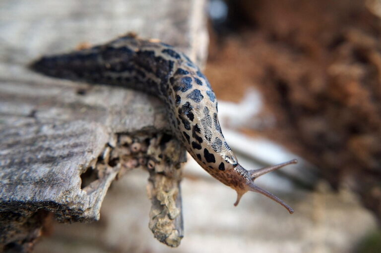 Slugs in the Garden: Pests or Partners? – Garden Guide