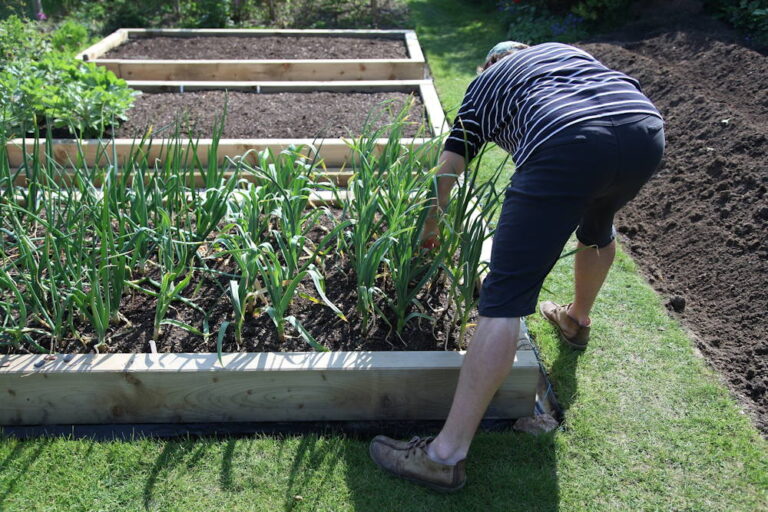 5 Tips for Successfully Growing and Caring for Garlic – Garden Guide
