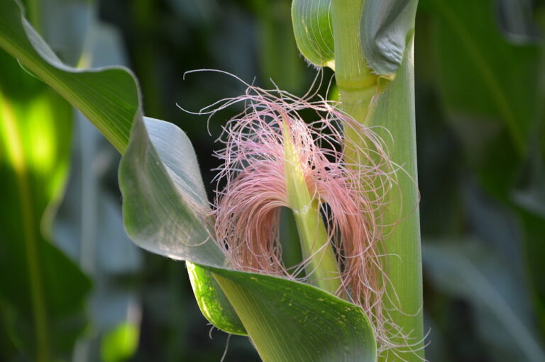 The Hidden Delight: Exploring the Benefits of Sweet Corn Silk Tea ...