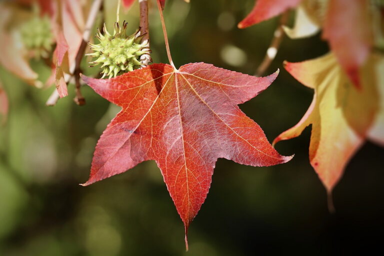 Sweetgum Tree: A Year-Round Jewel in Your Garden – Garden Guide