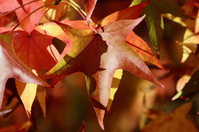 Sweetgum Tree: A Year-Round Jewel in Your Garden – Garden Guide