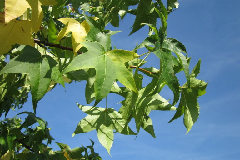Sweetgum Tree: A Year-Round Jewel in Your Garden – Garden Guide