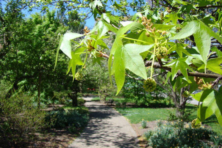 Sweetgum Tree: A Year-Round Jewel in Your Garden – Garden Guide