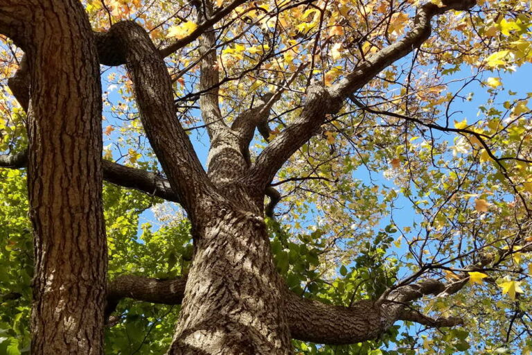 Sweetgum Tree: A Year-Round Jewel in Your Garden – Garden Guide