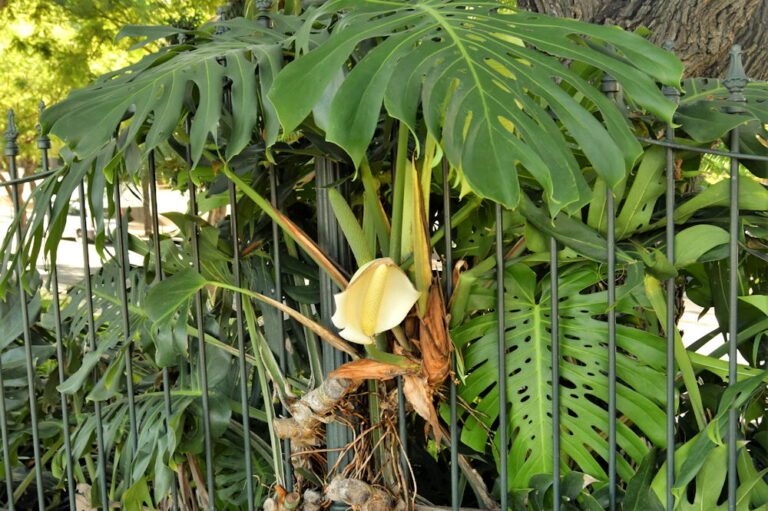Swiss Cheese Plant’s Edible Fruit: A Culinary Journey Worth Exploring ...