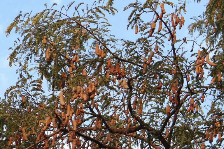 Tamarind: Nature’s Sweet and Tangy Treasure – Garden Guide