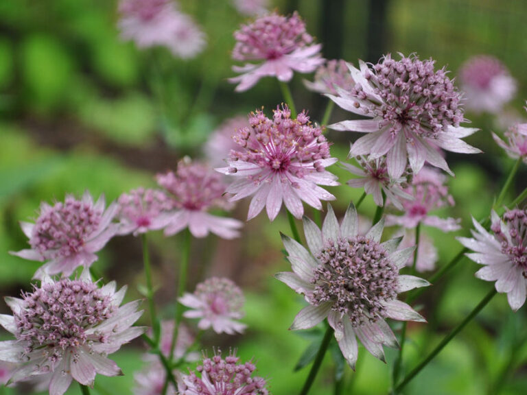 Great Masterwort: A Unique and Eye-Catching Addition to Your Garden ...