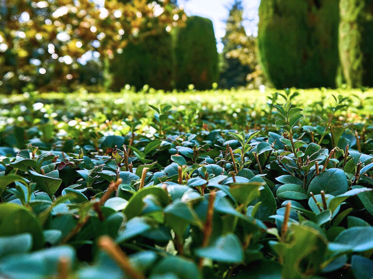 Trimming Hedges with Confidence: 10 Keys Tips for Novice Gardeners ...