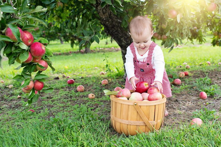 The Ultimate Guide to Apple Season: Harvest Tips, Storage Secrets, and ...
