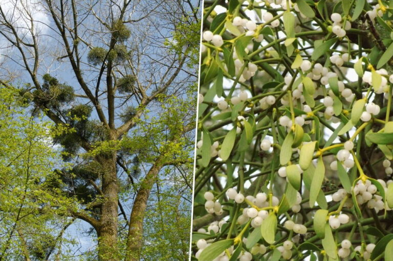 Under the Mistletoe Magic: Unwrapping the Enchanting Story of a ...