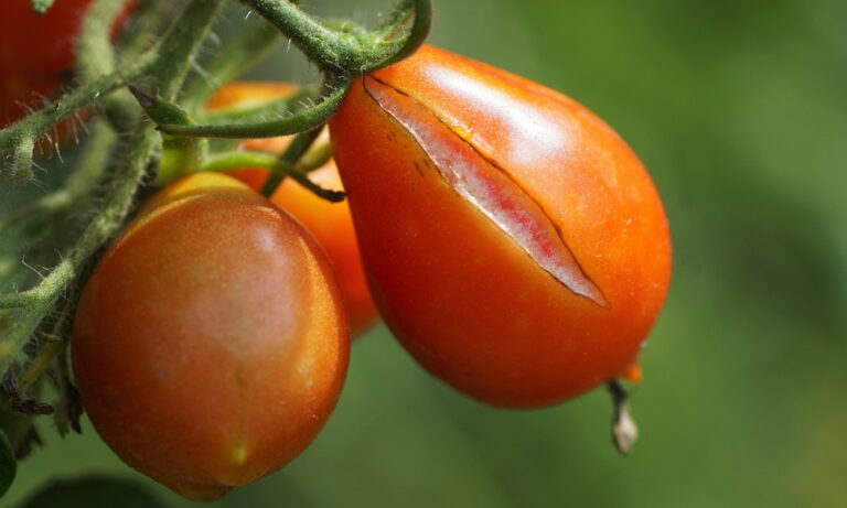 Understanding Tomato Cracking: Causes, Prevention, and Edibility ...