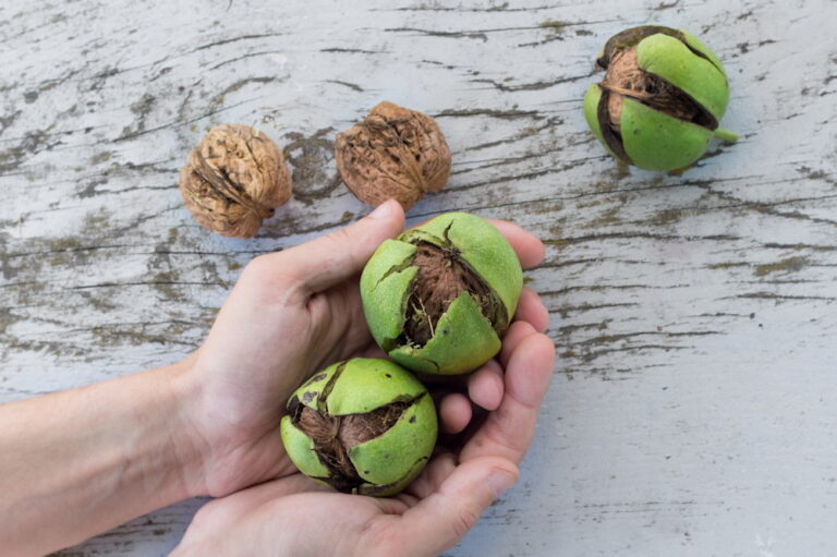 Walnut Wisdom: A Guide to Harvesting and Preserving Nature’s Bounty ...
