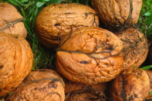 Walnut Wisdom: A Guide to Harvesting and Preserving Nature’s Bounty ...