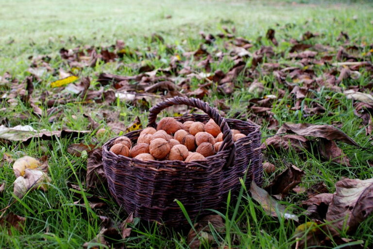 Walnut Wisdom: A Guide to Harvesting and Preserving Nature’s Bounty ...