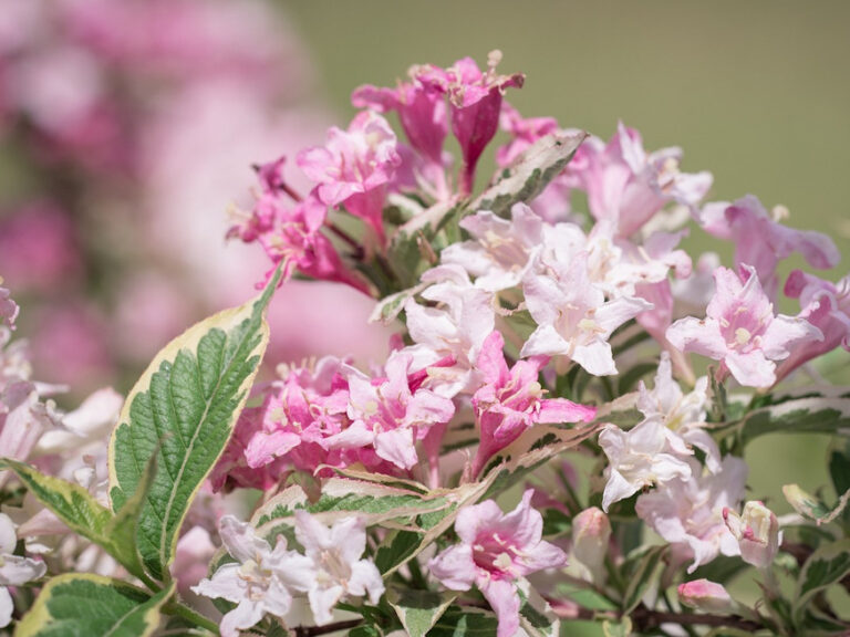 Weigela Wonders: How This Vibrant Shrub Can Transform Your Garden ...