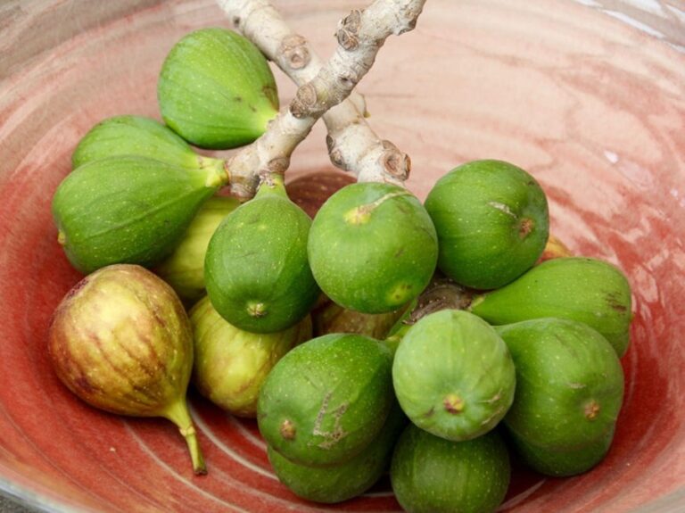 Unlocking the Potential of Unripe Figs: Tips, Tricks and Delectable ...