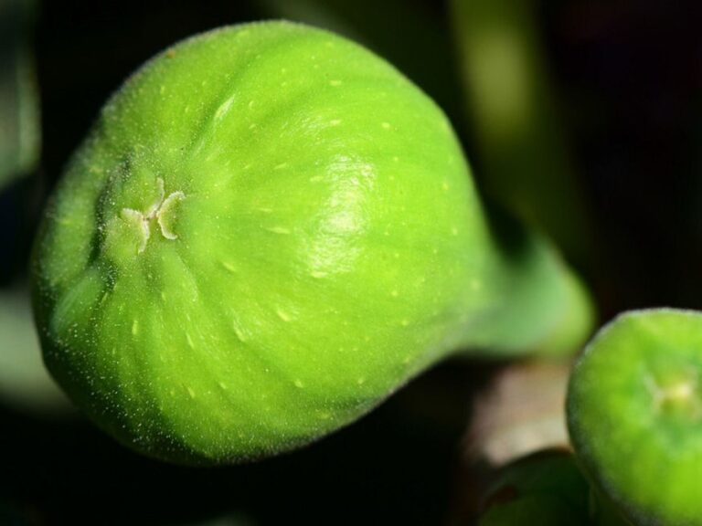 Unlocking the Potential of Unripe Figs: Tips, Tricks and Delectable ...