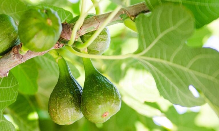 Unlocking the Potential of Unripe Figs: Tips, Tricks and Delectable Recipes! – Garden Guide