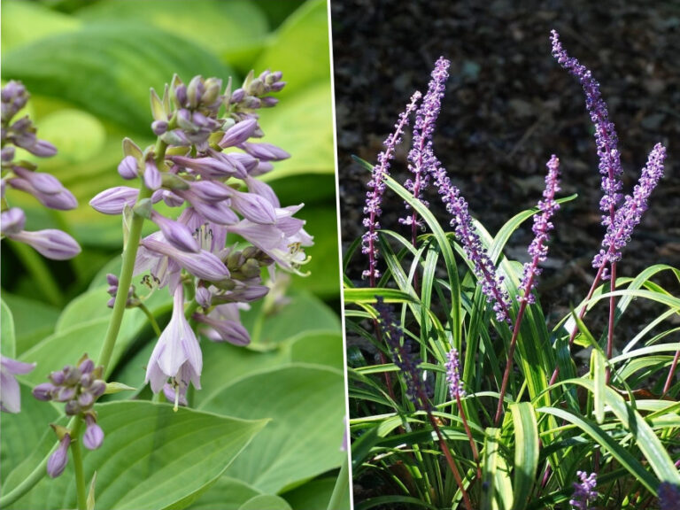 Resilient Plants for Challenging Garden Conditions: Thriving in Dry ...